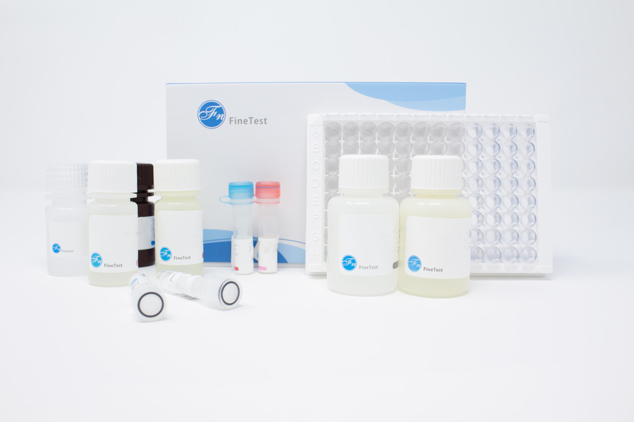 Human F13B (Coagulation Factor XIII B Polypeptide) ELISA Kit ...