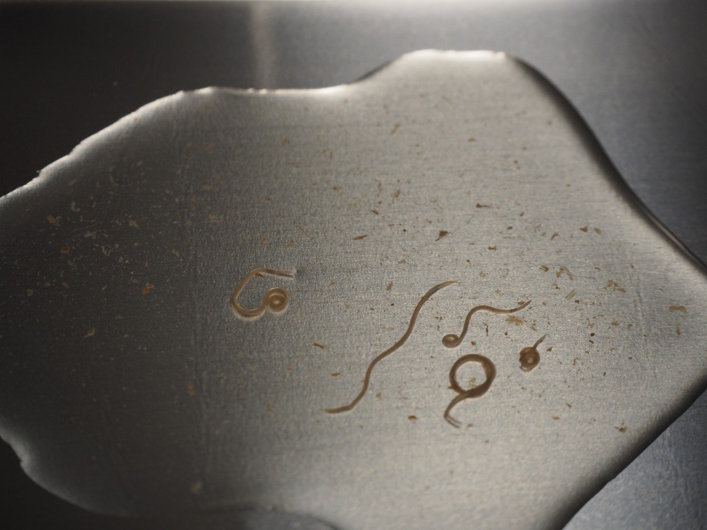 Bordier Anisakidae ELISA Kit | Quadratech Diagnostics